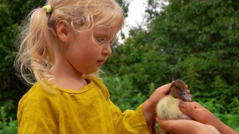 Cute Little Girl Afraid Stroke Duckling Stock Footage Video (100% ...