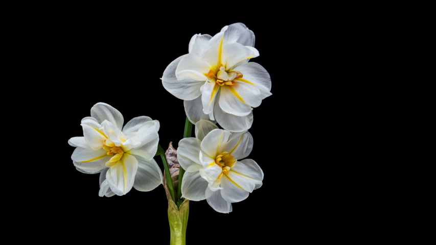 Narcissus Stock Video Footage - 4K and HD Video Clips | Shutterstock