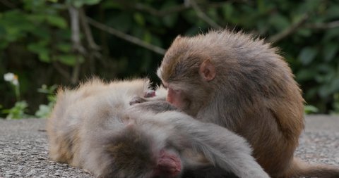 Slow Motion Monkey Taking Selfie: vídeo stock (100% livre de direitos ...