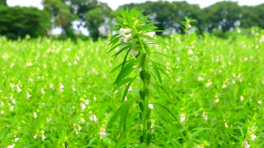 Sesame Tree Stock Video Footage - 4K and HD Video Clips | Shutterstock