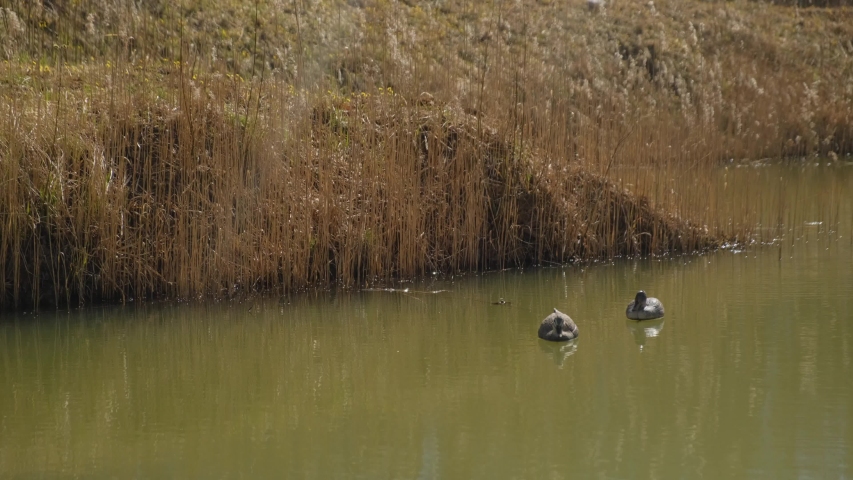 A Bird Standing On Top Stock Footage Video (100% Royalty-free ...