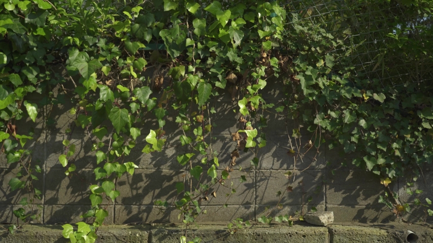 Grass and Vines Growing On Stock Footage Video (100% Royalty-free ...