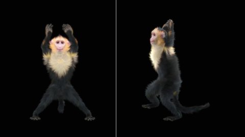 Whiteheaded Capuchin Black Monkey Monkeys Dance Stock Footage Video ...