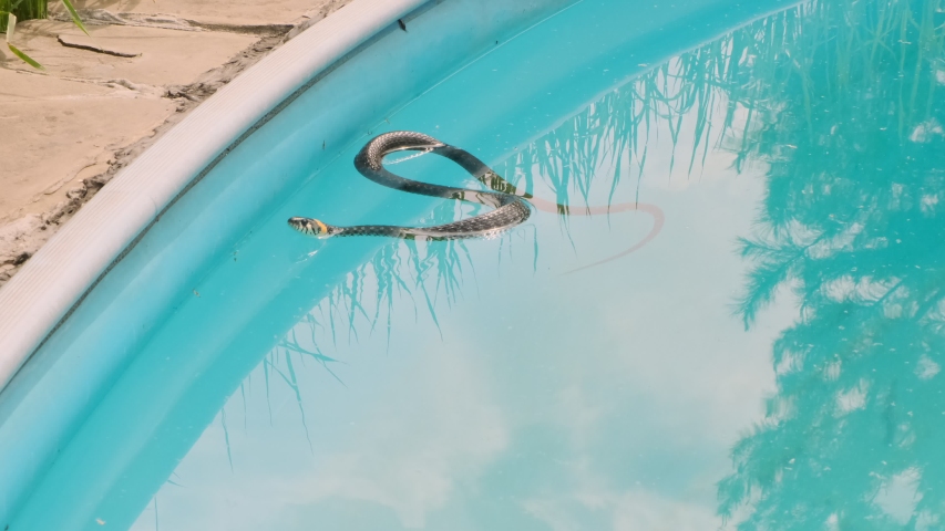 Snake Swims in a Swimming Stock Footage Video (100% Royalty-free ...