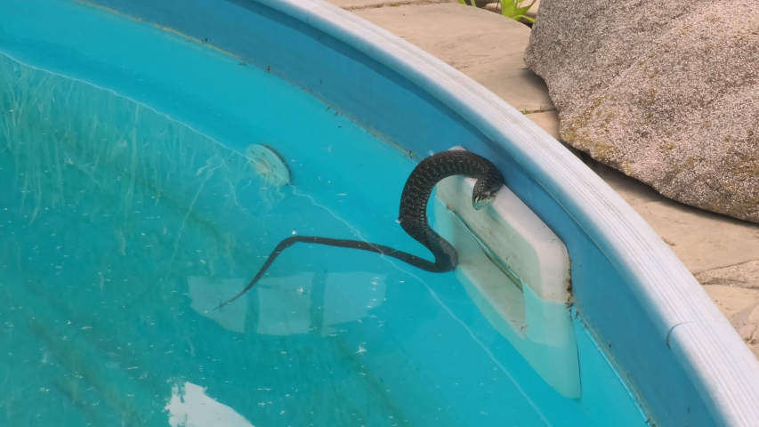 hissing snake swimming pool lying on Stock Footage Video (100% Royalty ...