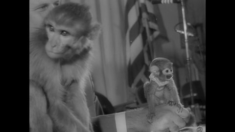 Circa 1959 Baker Able Monkeys Who Stock Footage Video (100% Royalty ...