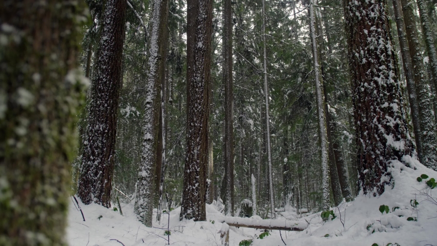 Winter Pine Forest in British Columbia, Canada image - Free stock photo ...