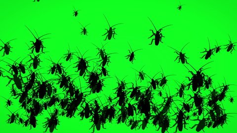 Bugs On Green Screen Animated Silhouette Stock Footage Video (100% ...