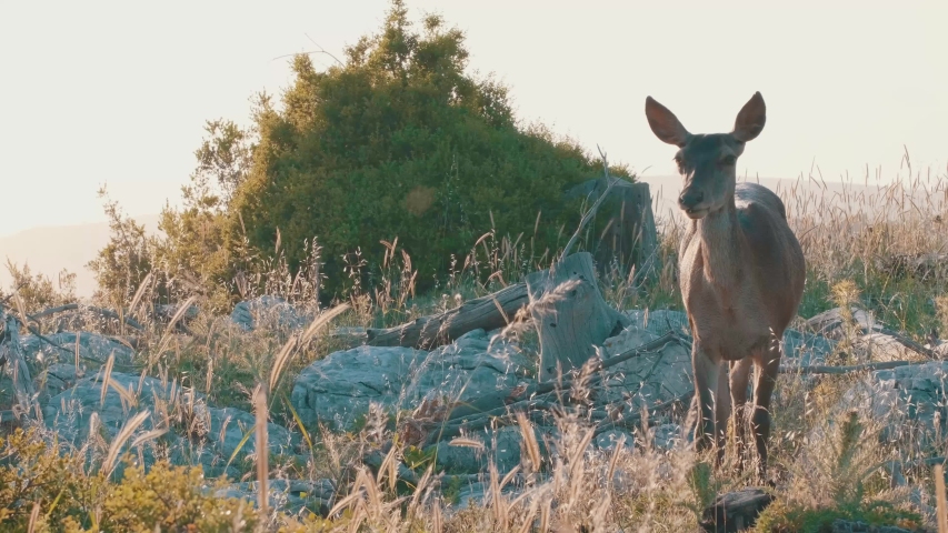 Deer looking into the Camera image - Free stock photo - Public Domain ...