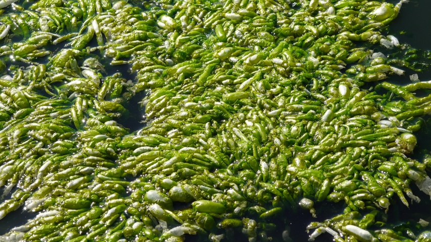 ulva intestinalis green algae enteromorpha on: วิดีโอสต็อก (ปลอดค่า ...