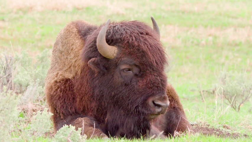Large Bison wildlife image - Free stock photo - Public Domain photo ...