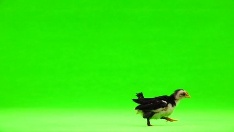 2,464 Green screen chicken Stock Video Footage - 4K and HD Video Clips ...