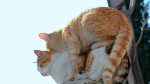 Two Domestic Cats Mating Outdoors 4k Stock Footage Video (100% Royalty ...