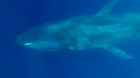 Close Blue Whale Slowly Swims Blue Stock Footage Video (100% Royalty ...