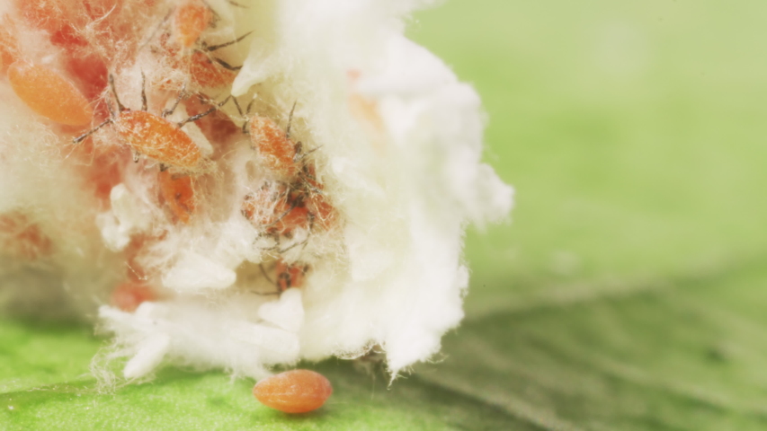 Lemon tree infestation Stock Video Footage - 4K and HD Video Clips ...