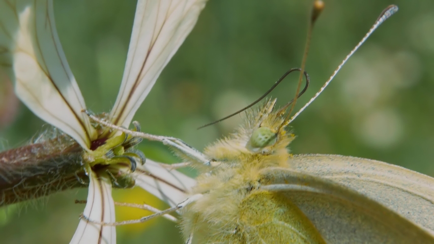 Macro shot of a moth image - Free stock photo - Public Domain photo ...