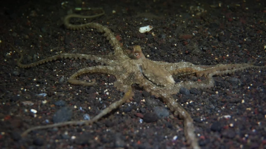 Octopus wallpaper Stock Video Footage - 4K and HD Video Clips ...