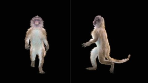 Whiteheaded Capuchin Black Monkey Monkeys Dance Stock Footage Video ...