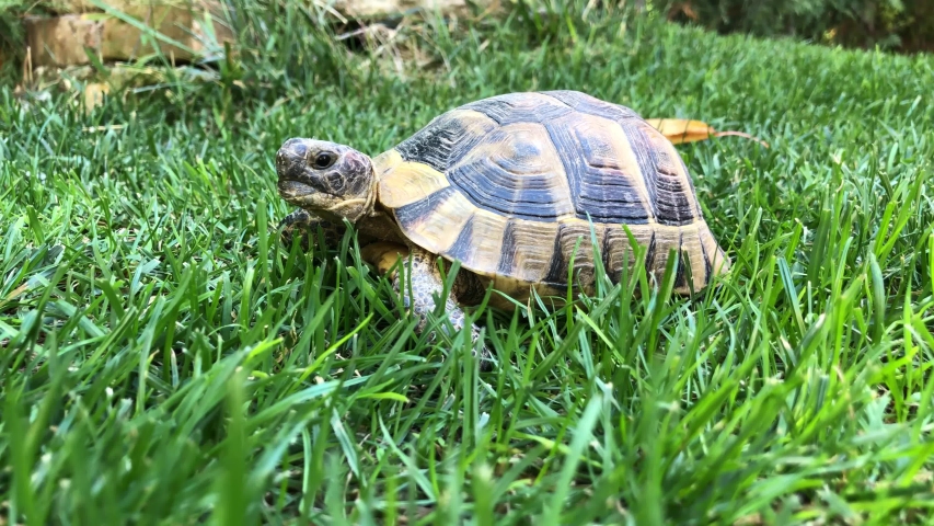 Rabbit Race Stock Video Footage - 4K and HD Video Clips | Shutterstock