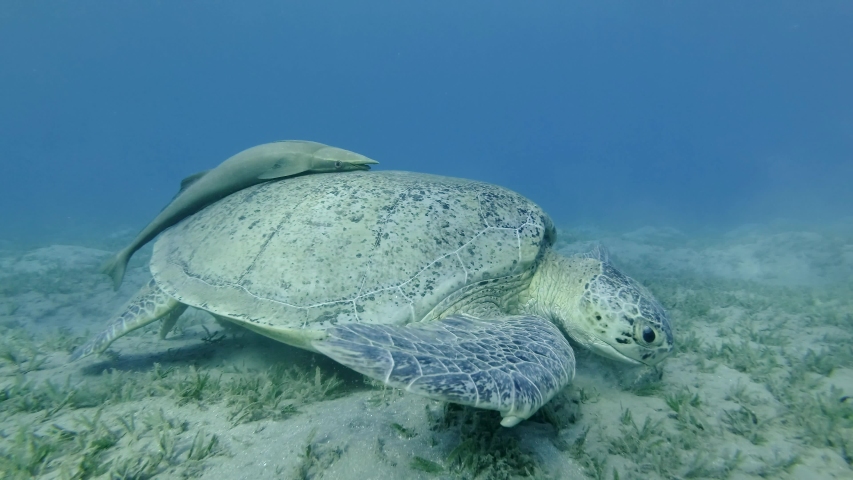 slow motion great sea turtle two Stock Footage Video (100% Royalty-free ...