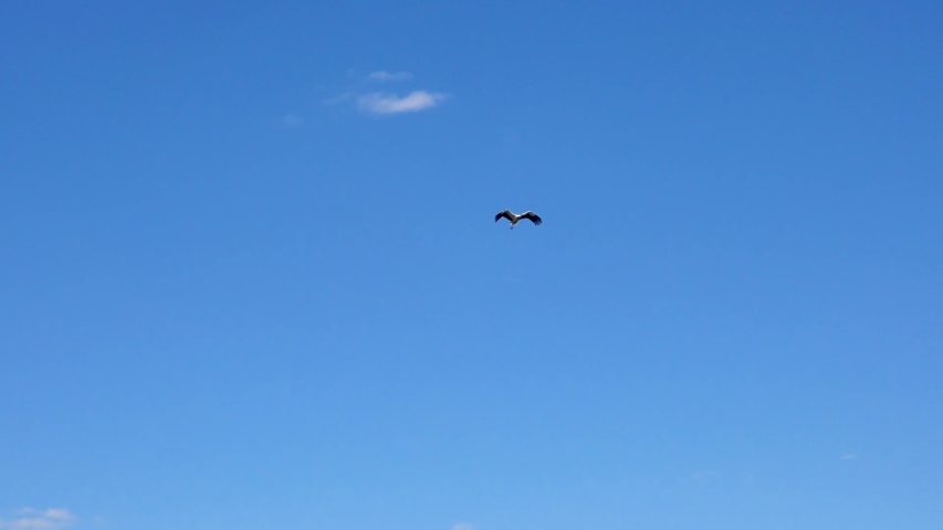 White Stork Flying in Slow Stock Footage Video (100% Royalty-free ...