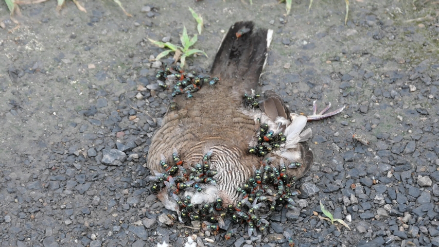 Sad Bird Stock Video Footage - 4K and HD Video Clips | Shutterstock