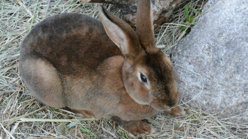 big red rabbit on grass cute Stock Footage Video (100% Royalty-free ...