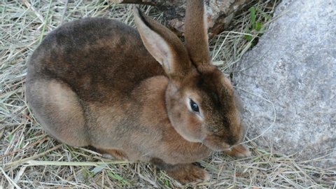 Big Red Rabbit On Grass Cute Stock Footage Video (100% Royalty-free ...