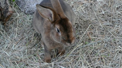 Big Red Rabbit On Grass Cute Stock Footage Video (100% Royalty-free ...