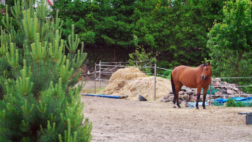 Horses Paddock Stock Video Footage - 4K and HD Video Clips | Shutterstock