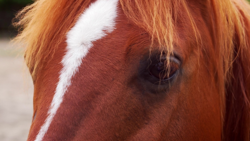 Horse Face Close-up image - Free stock photo - Public Domain photo ...