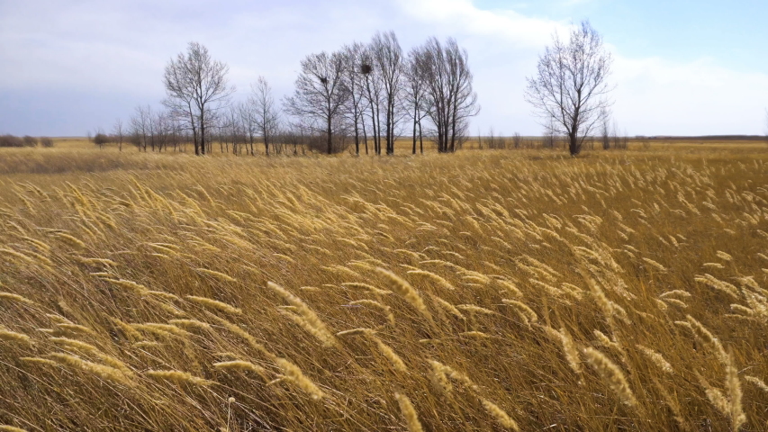 The Strong Wind Blows Through Stock Footage Video (100% Royalty-free ...