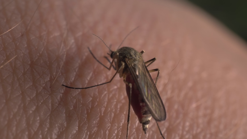 Dengue Stock Video Footage - 4K and HD Video Clips | Shutterstock