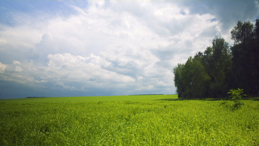 amazingly beautiful endless fields green grass Stock Footage Video (100 ...