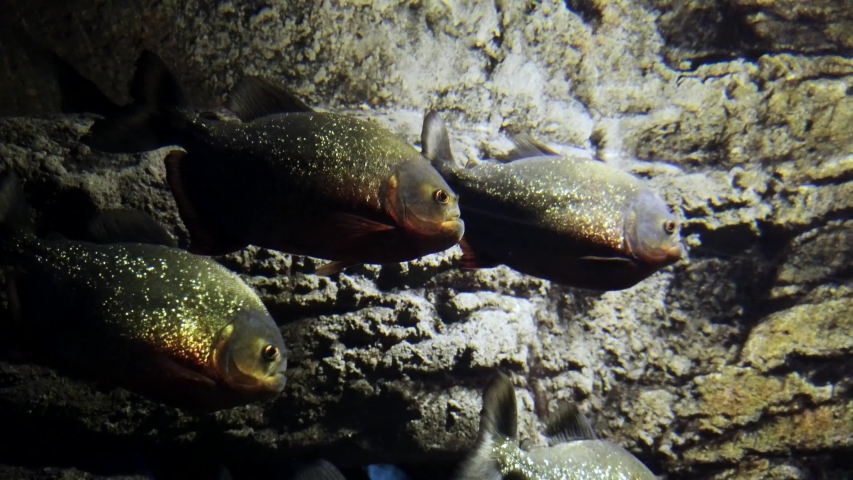 A Few Piranha in Aquarium, Stock Footage Video (100% Royalty-free ...