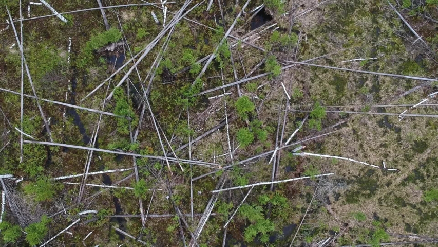 view bird's eye on dead forest Stock Footage Video (100% Royalty-free ...