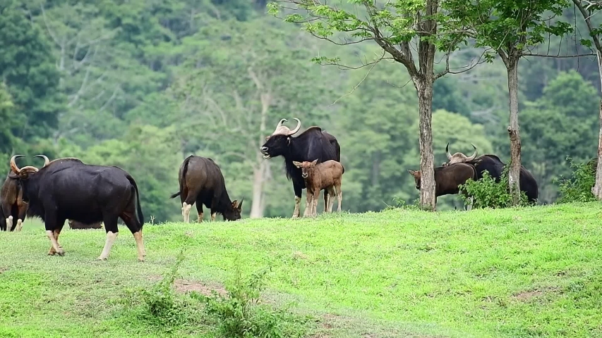 Indian bison Stock Video Footage - 4K and HD Video Clips | Shutterstock