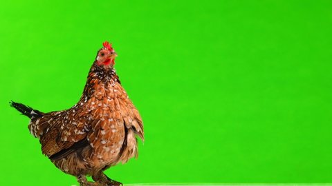 2,464 Green screen chicken Stock Video Footage - 4K and HD Video Clips ...