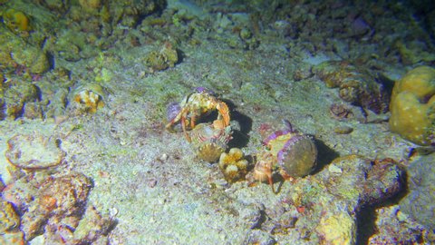 Hermit Crabs Fighting Mating Stock Footage Video (100% Royalty-free ...
