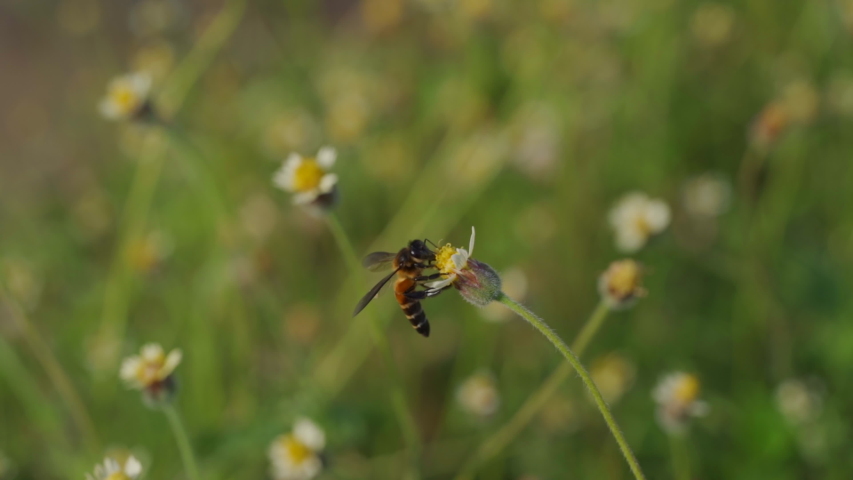 slow motion bee insect flying on Stock Footage Video (100% Royalty-free ...