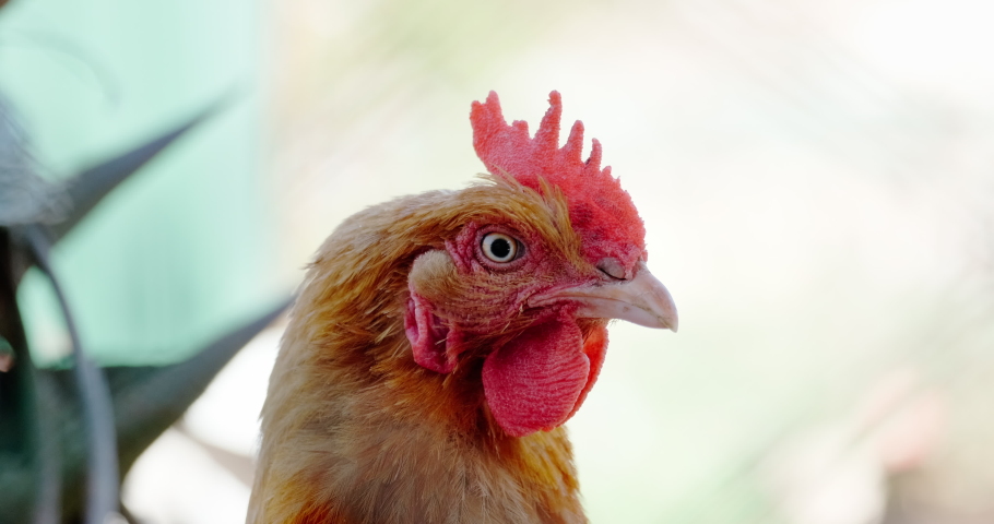 Close up of a chicken head image - Free stock photo - Public Domain ...