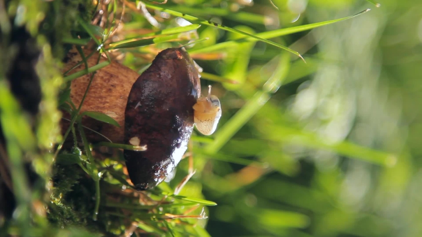 Rainforest Snail Stock Video Footage - 4K and HD Video Clips | Shutterstock
