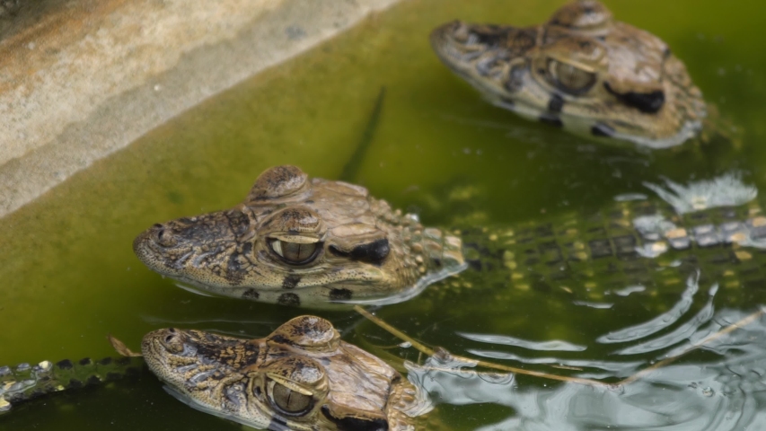 Crocodile Baby Stock Video Footage - 4K and HD Video Clips | Shutterstock