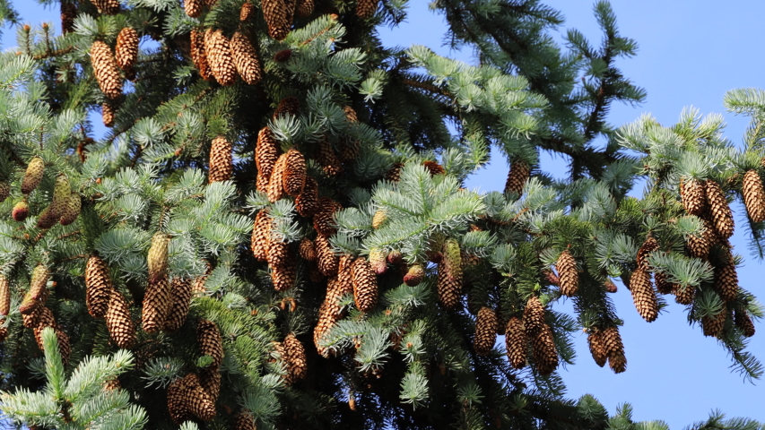 blue spruce cones nature coniferous tree Stock Footage Video (100% ...