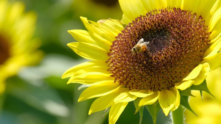 Bees Collecting Sunflower Nectar Zoom Stock Footage Video (100% Royalty ...