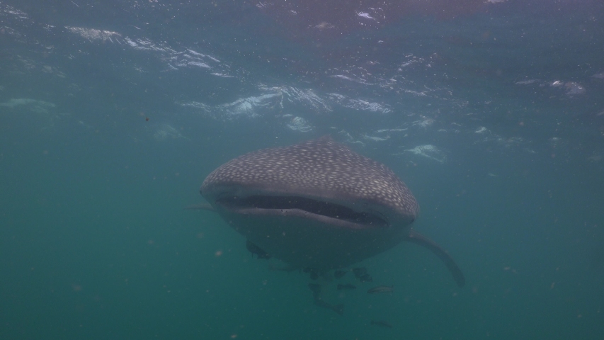 Whale Shark Chasing Two Divers Stock Footage Video (100% Royalty-free ...