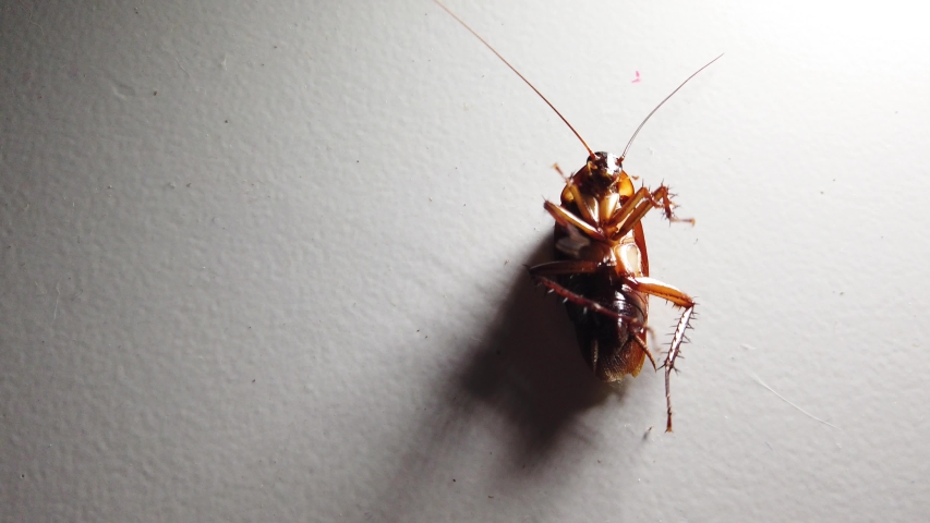 Established Shot Close Cockroach Lying Dying Stock Footage Video (100% ...