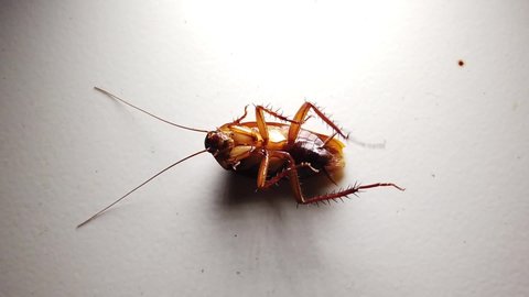 Established Shot Close Cockroach Lying Dying Stock Footage Video (100% ...