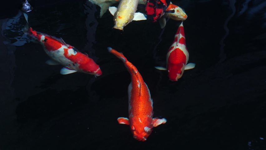 Koi fish image - Free stock photo - Public Domain photo - CC0 Images