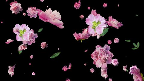 Animation Peony Flowers Generated On Black Stock Footage Video (100% ...